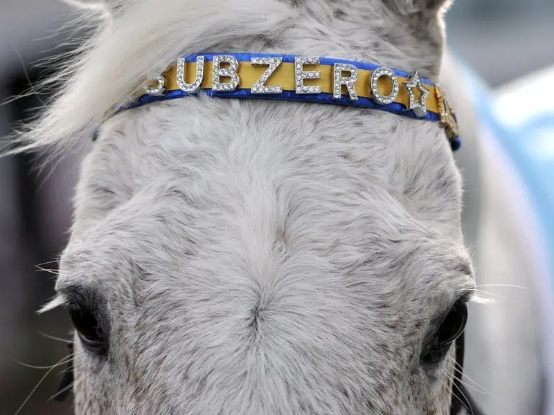 Subzero celebrates 28th birthday | Horse Betting