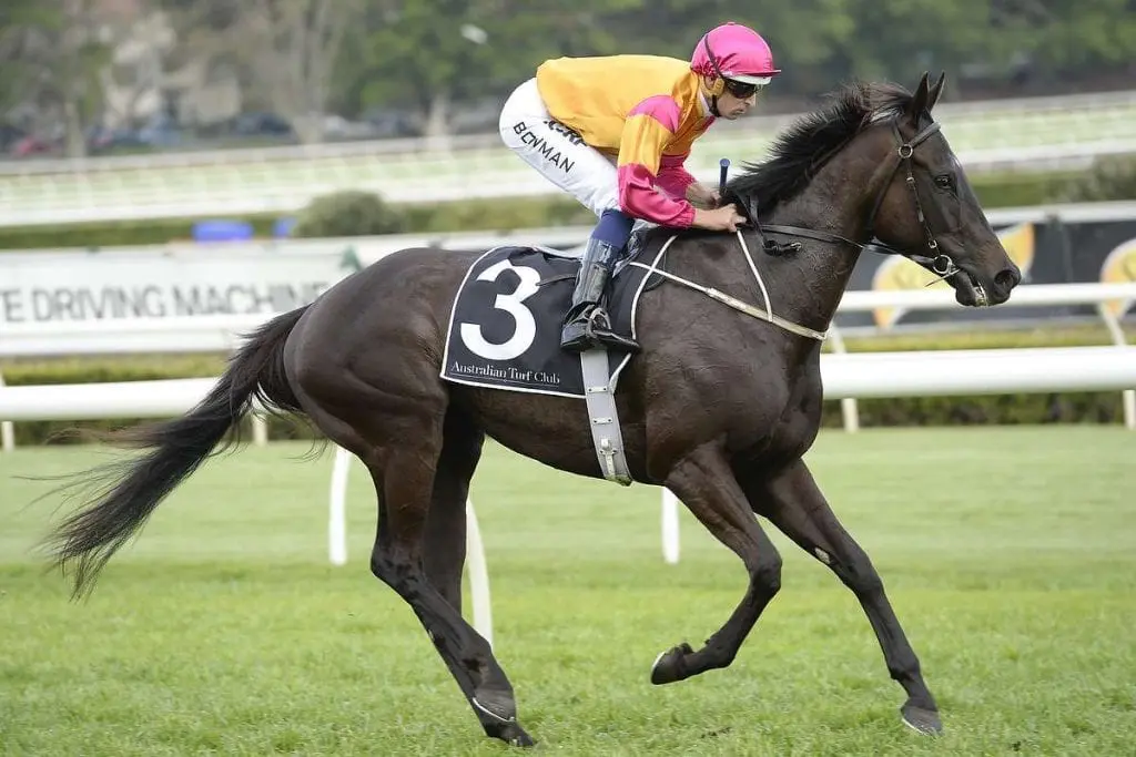 Shiraz seeks corker return to racing | Horse Betting