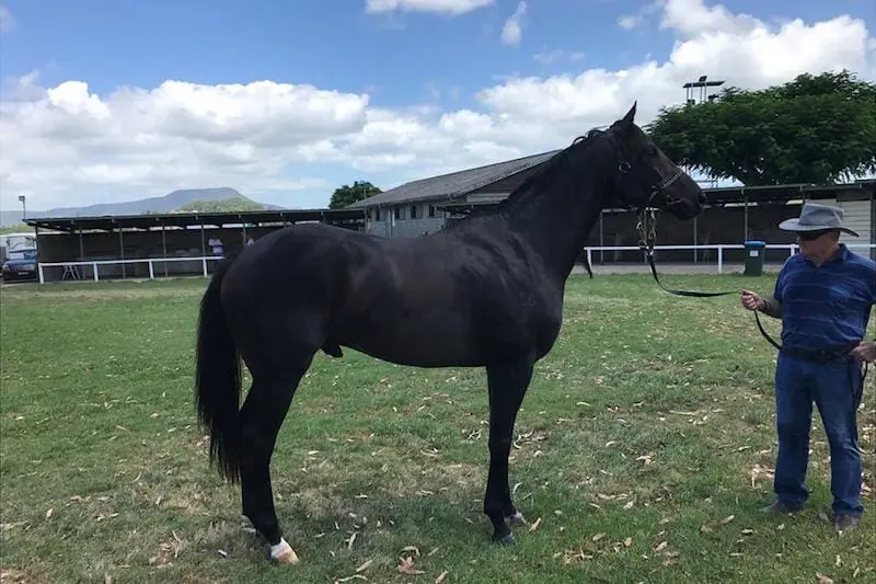 Talented Tiarnan finally breaks maiden at start twelve | Horse Betting