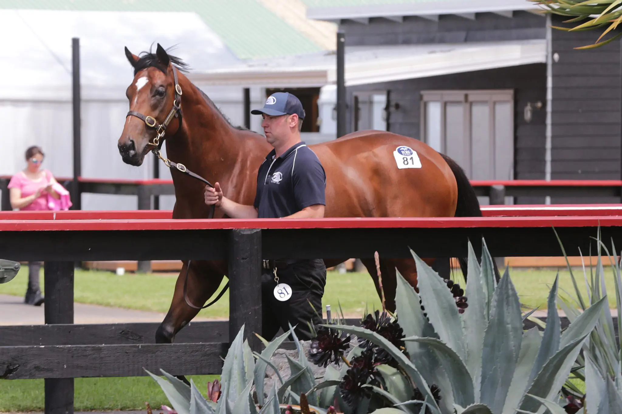 Willie Leung Lands Expensive Exceed And Excel Colt