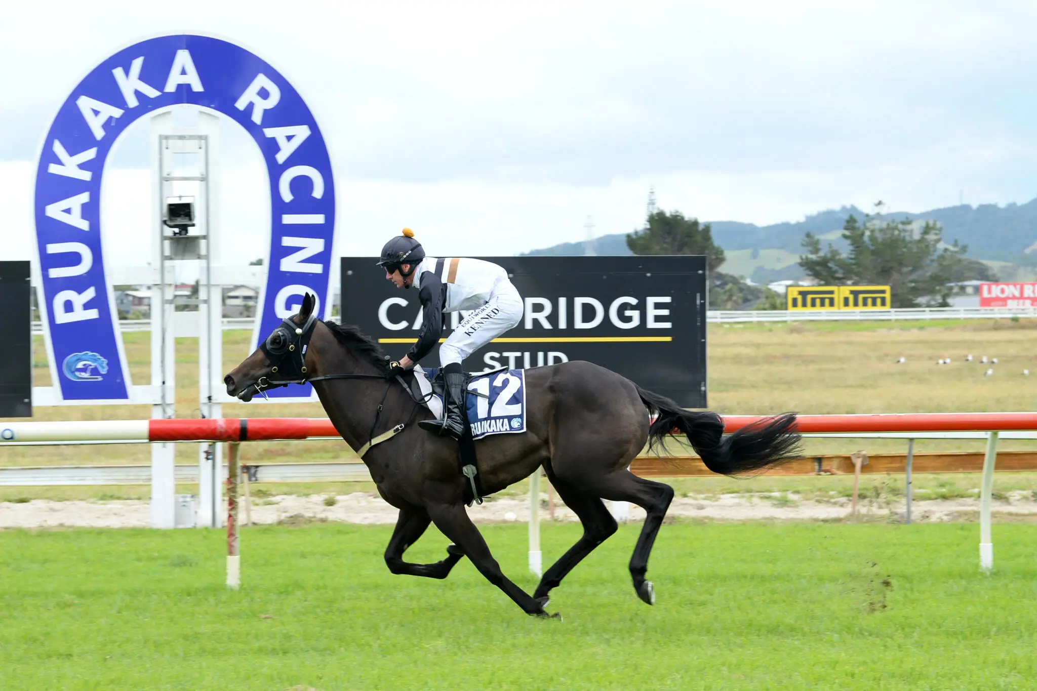 Blissful Lady Proves Her Staying Ability In Northland Cup Win