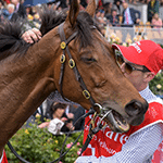 Melbourne Cup Winners | 1861 - 2021 History & Stats