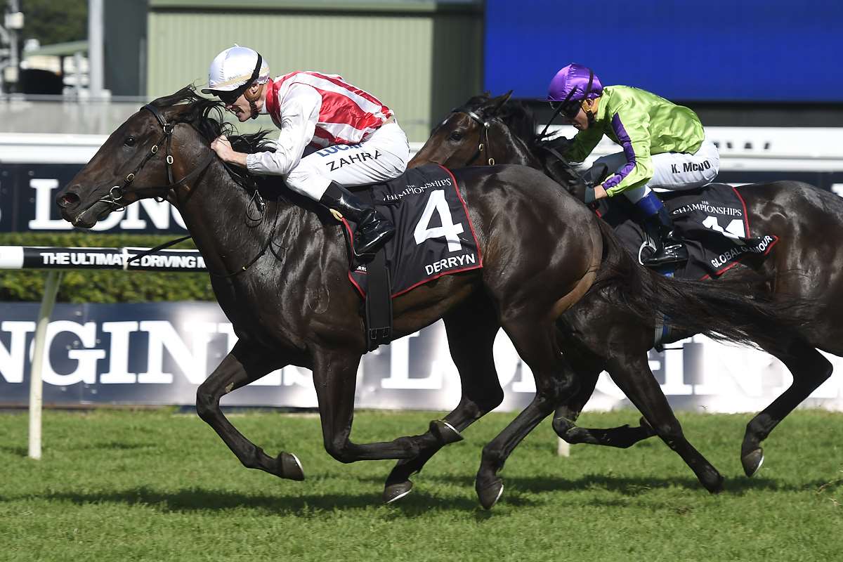 Derryn yearlings add new element for high-flying Grangewilliam