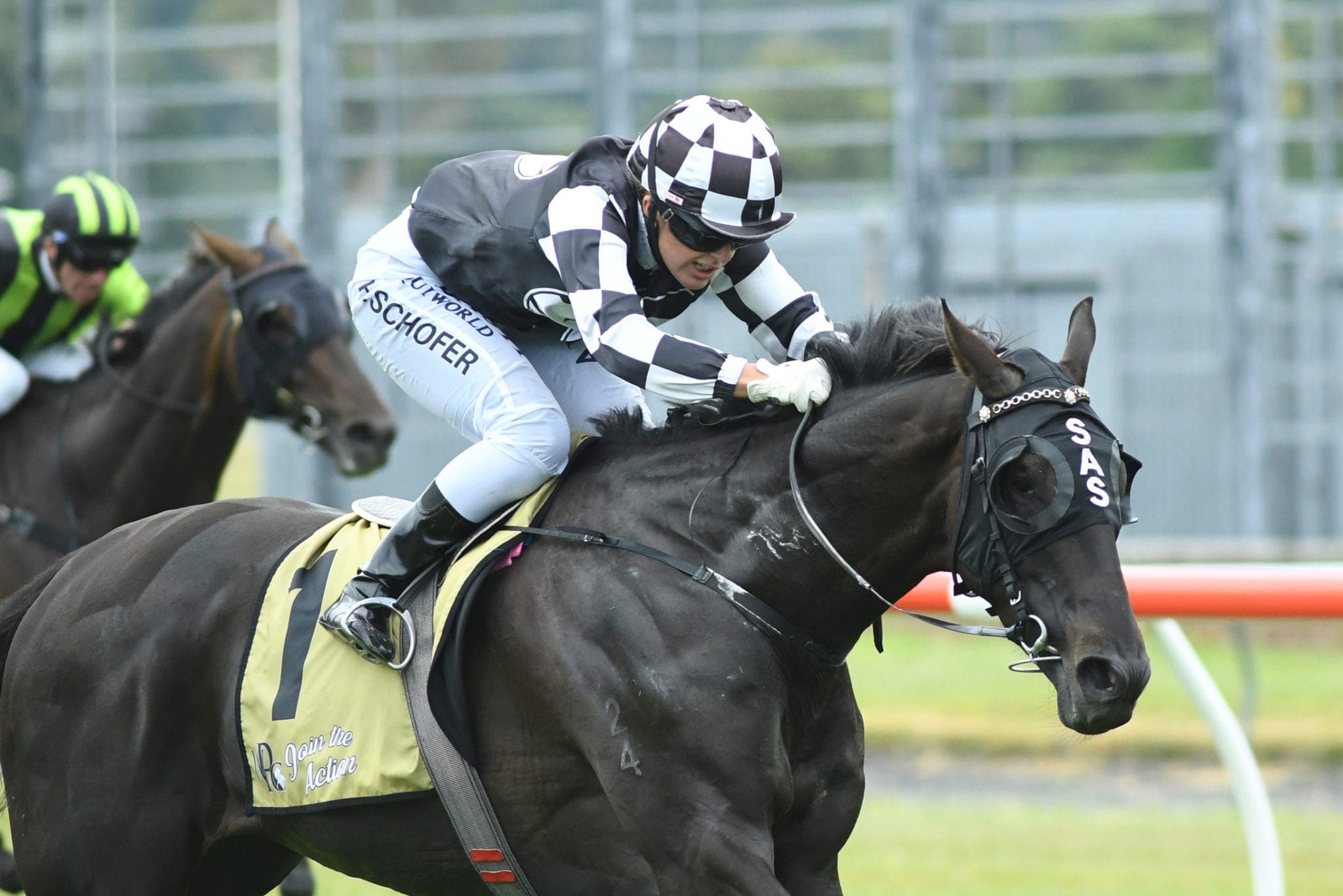 Wellington Cup favourite ready for two-mile mission