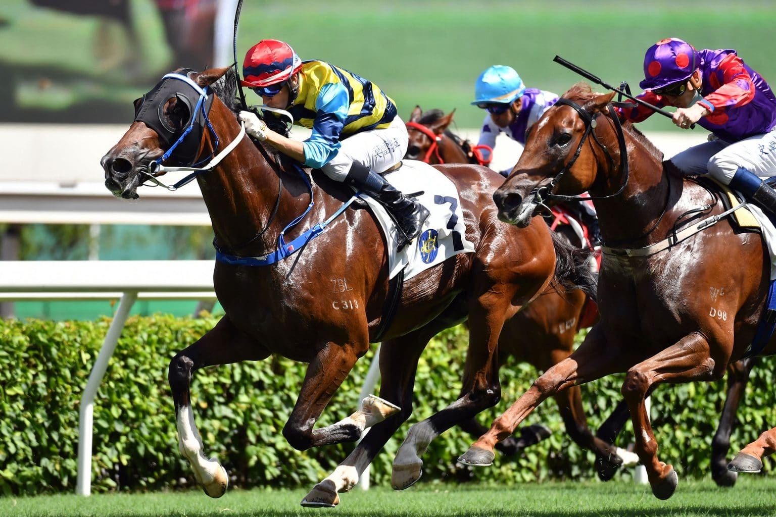 Hong Kong horse racing news | Horse Betting