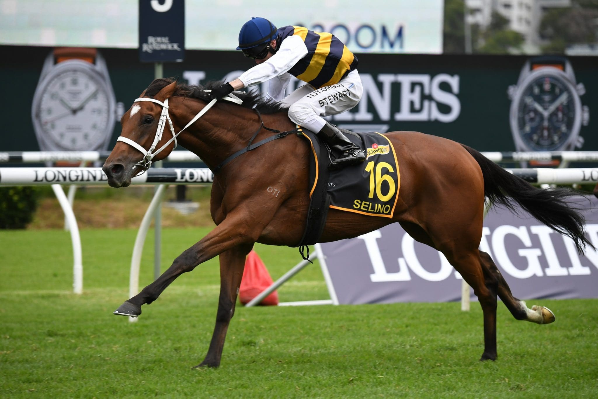 Can Selino Win The 2023 Melbourne Cup?
