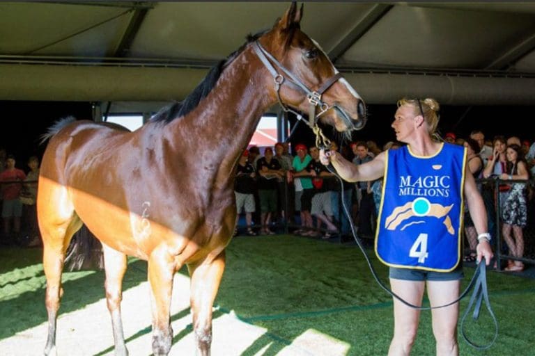 Magic Millions Darwin Select Tried Horse Sale Delivering Winners