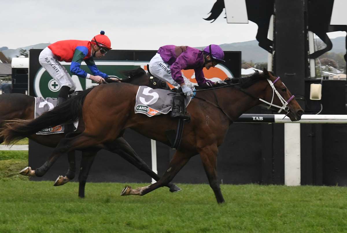 Lantern Way Shines Brightest In Hawke's Bay Guineas