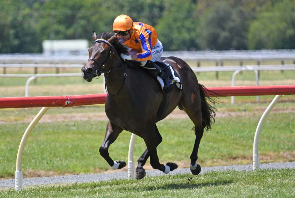 Smart Filly The Victress Makes Successful Debut At Te Aroha