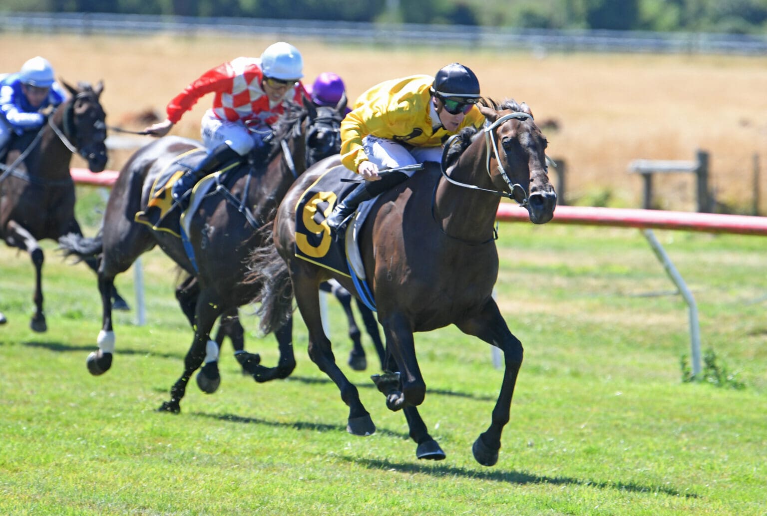 Ruby Rocks to Wairarapa Cup success – BOAY Racing News
