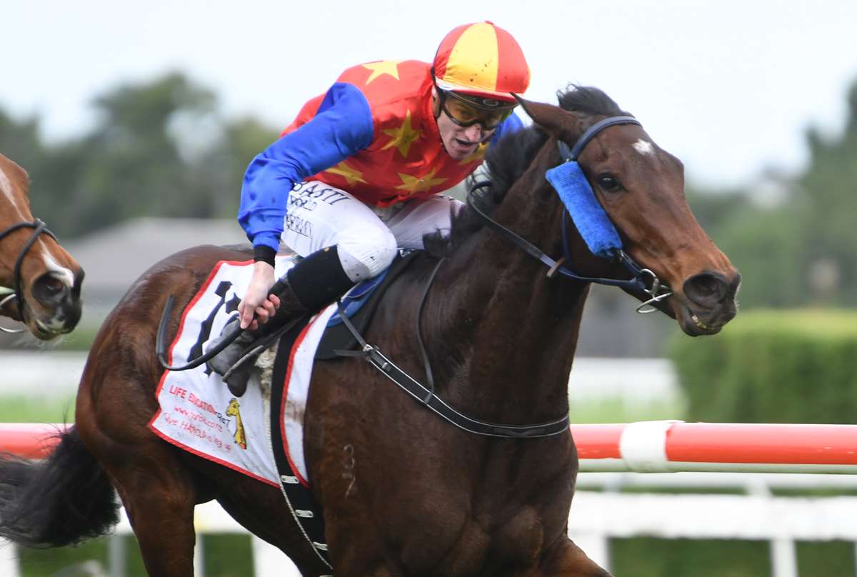 Trainer Jon Miller Strong-Handed At New Plymouth Raceway