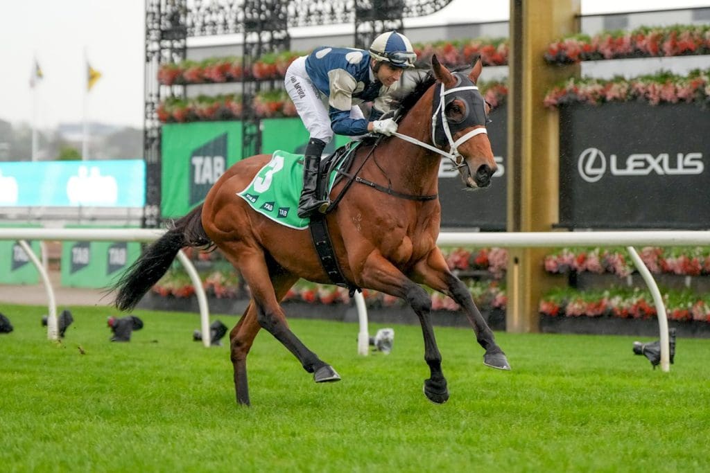 Can Buckaroo win the 2024 Melbourne Cup? – BOAY Racing News