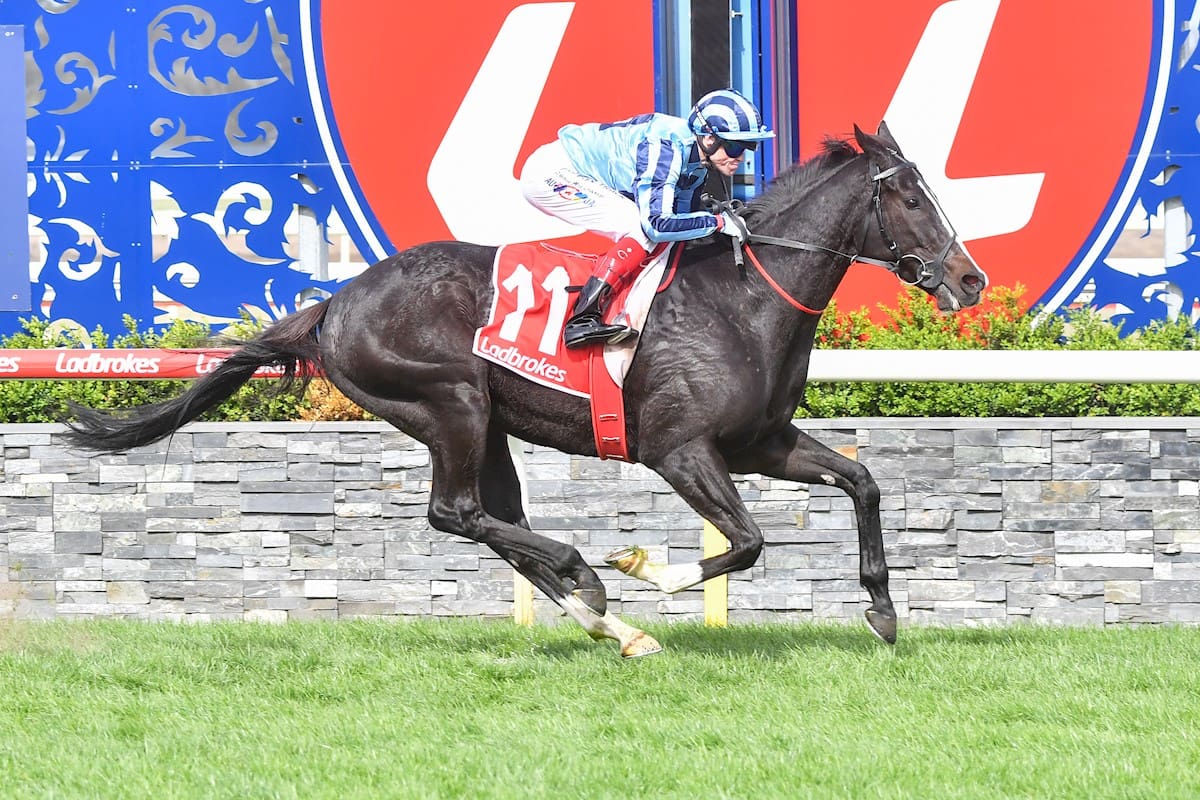 Geelong Cup 2024: Onesmoothoperator Stakes Melbourne Cup Claim