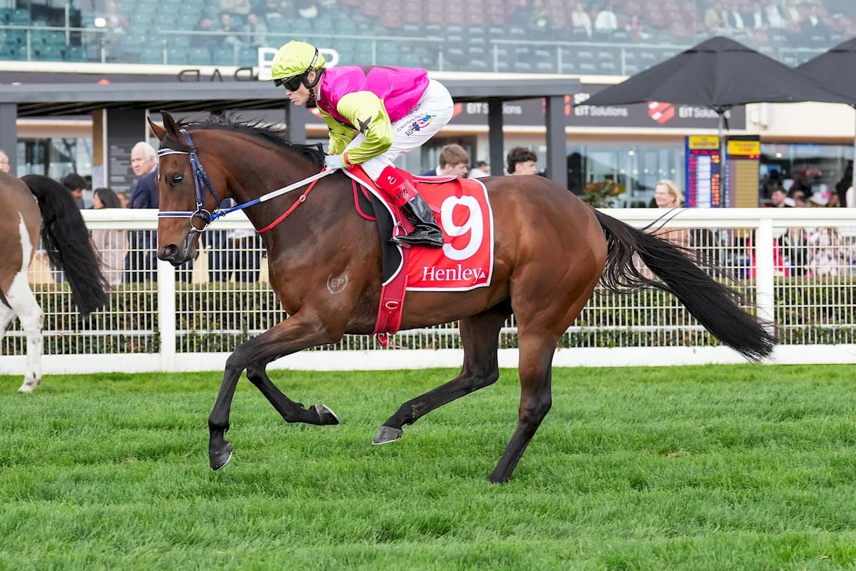 Can Knight's Choice Win The 2024 Melbourne Cup? | Form | Odds