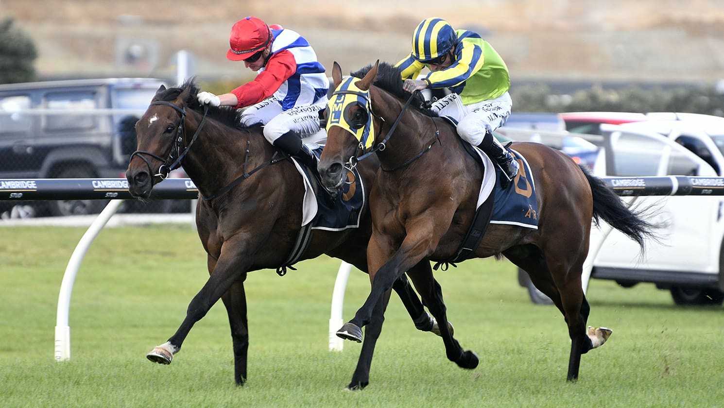 Yaldi Produces Gritty Effort To Claim Group 2 Auckland Guineas