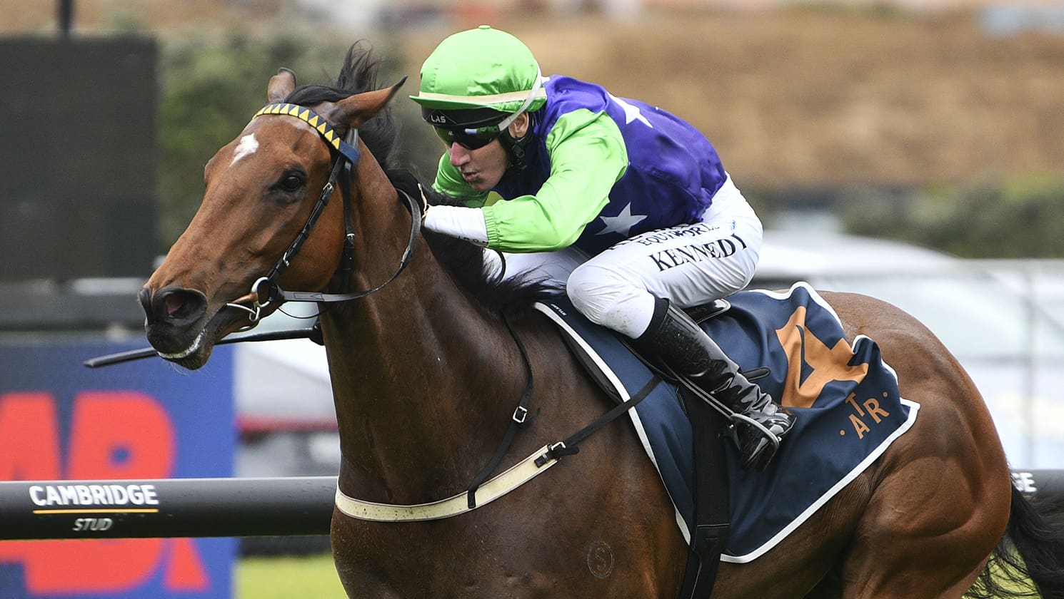 Checkmate set to chase NZB Kiwi riches for Wexford Stables - BOAY ...