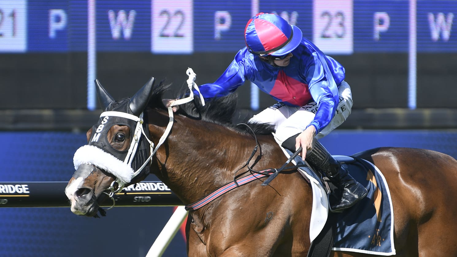 El Vencedor Trials Ahead Of Next Month's Herbie Dyke Stakes