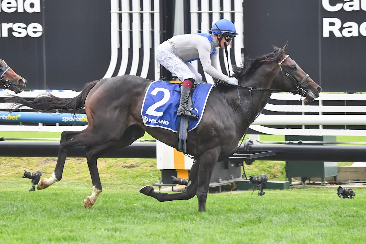 Yulong Moves Angel Capital To Chris Waller's Stable