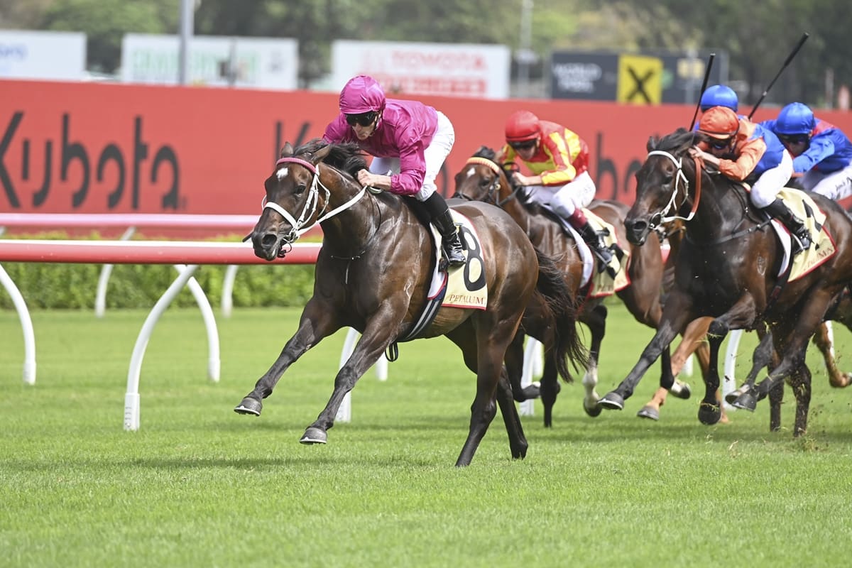 Randwick Horse Racing Replays & Full Results | February 15, 2025