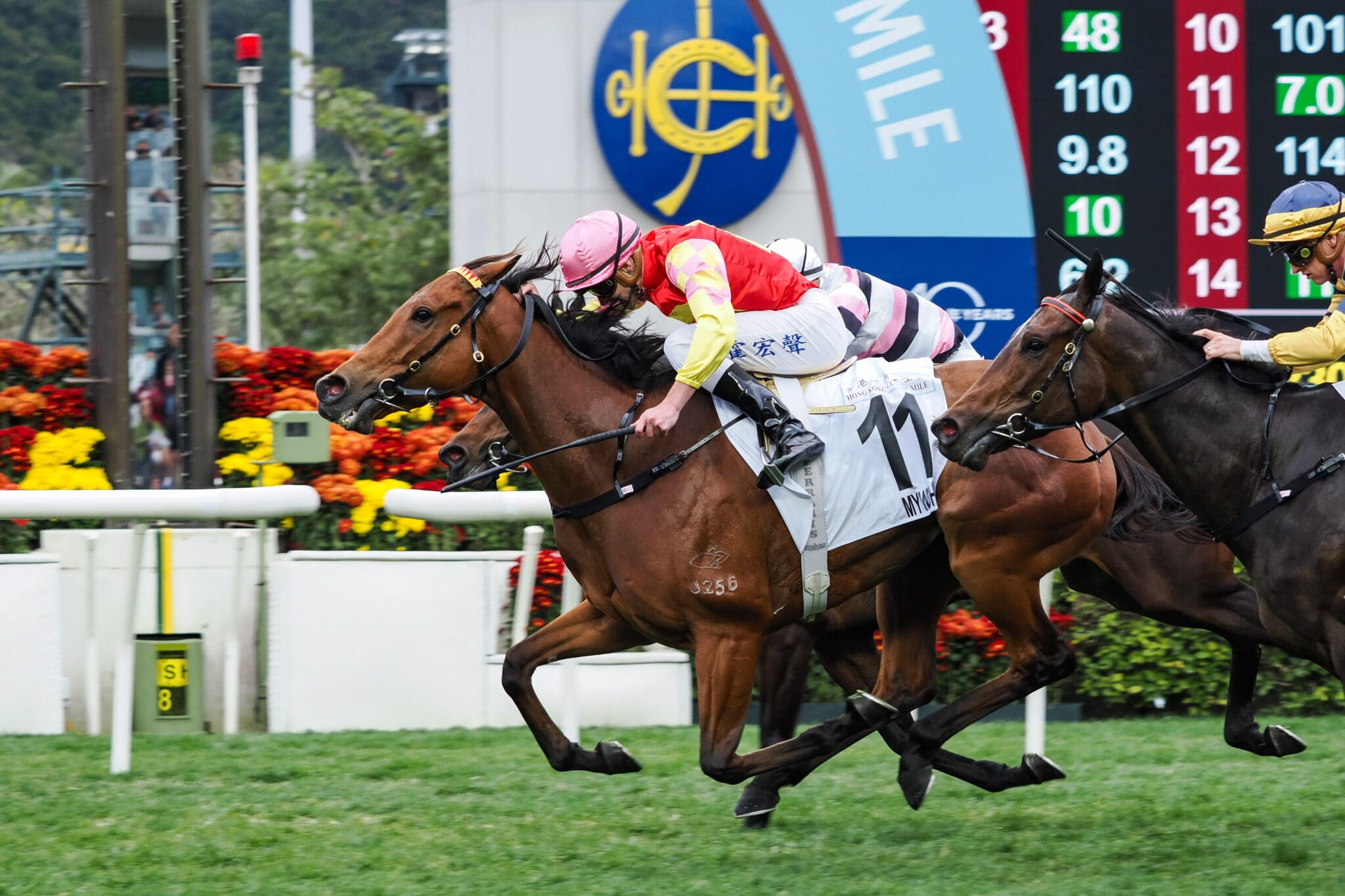 My Wish Chasing Group 1 Champions Mile Success At Sha Tin