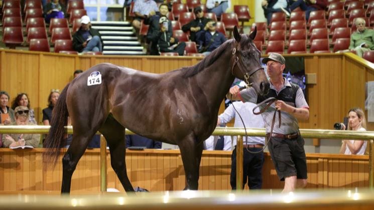 $1.65M Colt Hostility’s First Start at Matamata On 12/3
