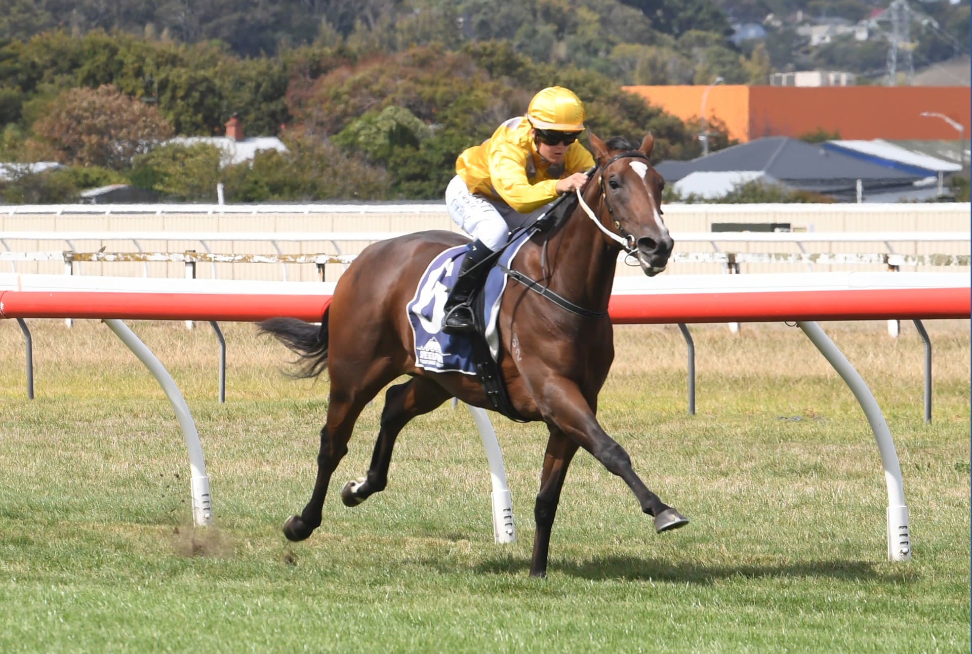 Didham Targets Sires’ Produce with Two-Pronged Attack