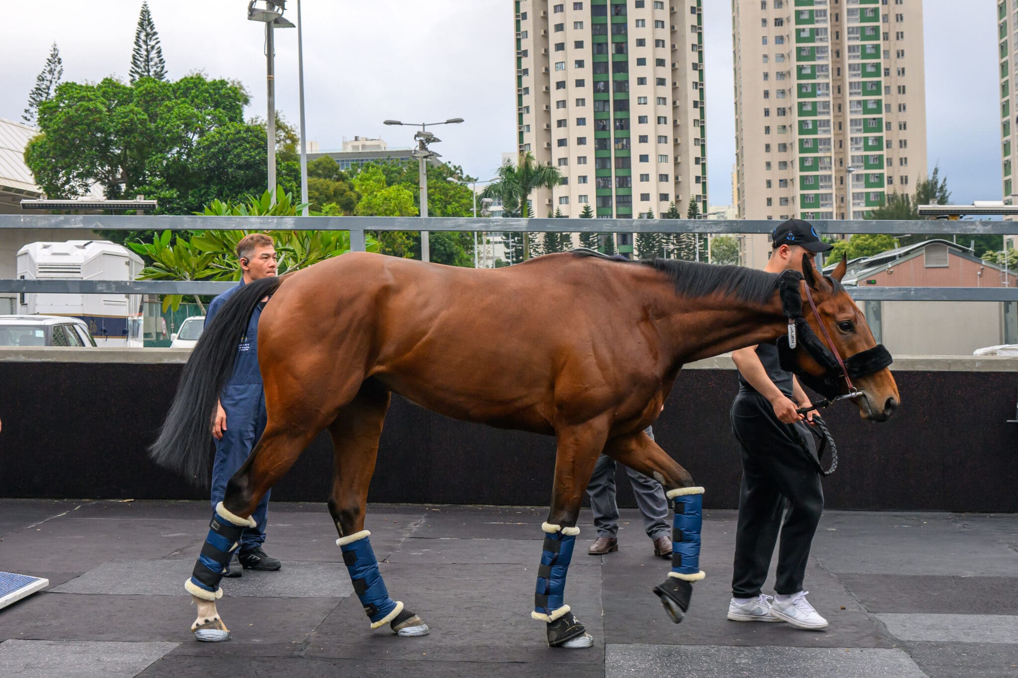 Goliath Chasing Hong Kong Group 1 Success In QEII Cup