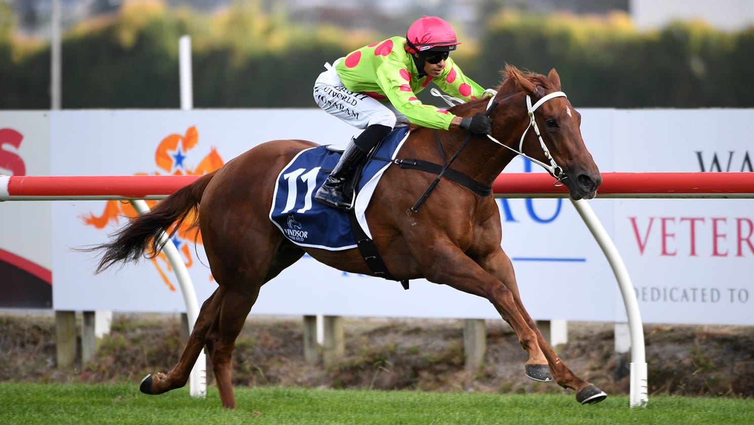 Stephen Marsh's Lubeck Makes A Mess Of Rivals At Te Rapa