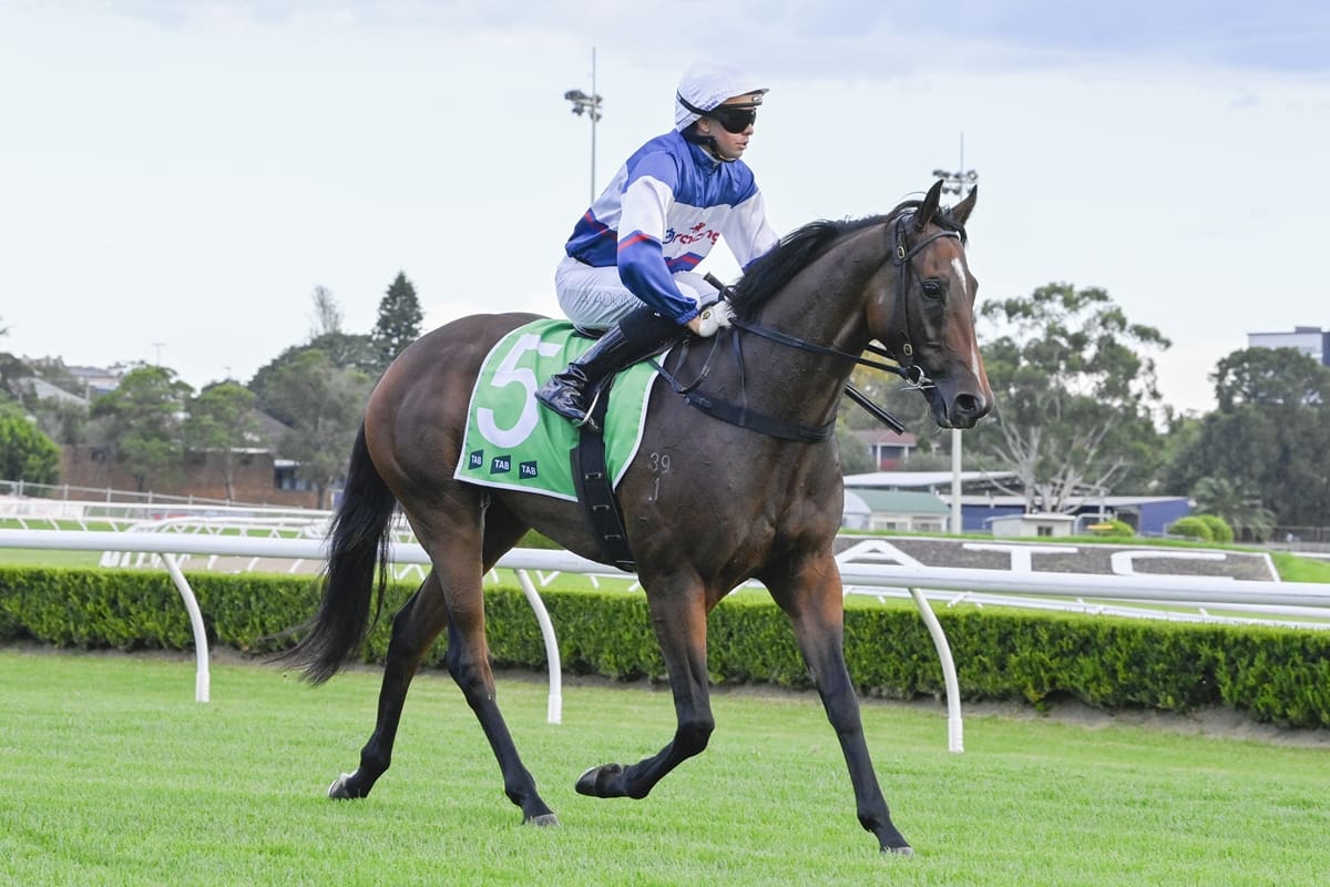 Maison Louis Heads To Rough Habit Plate For Queensland Derby Tilt