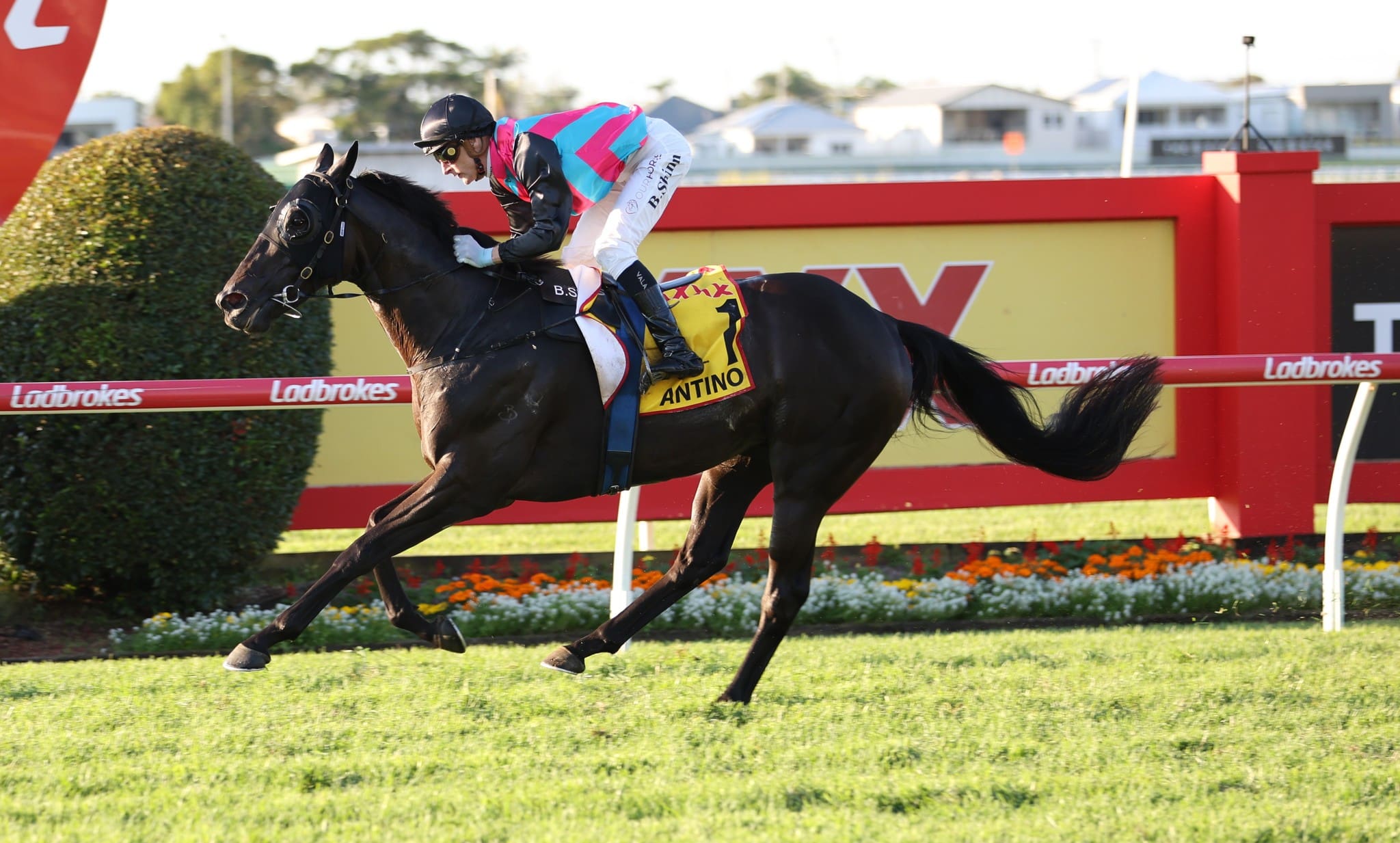 Antino Makes A Mess Of Rivals In Group 1 Doomben Cup